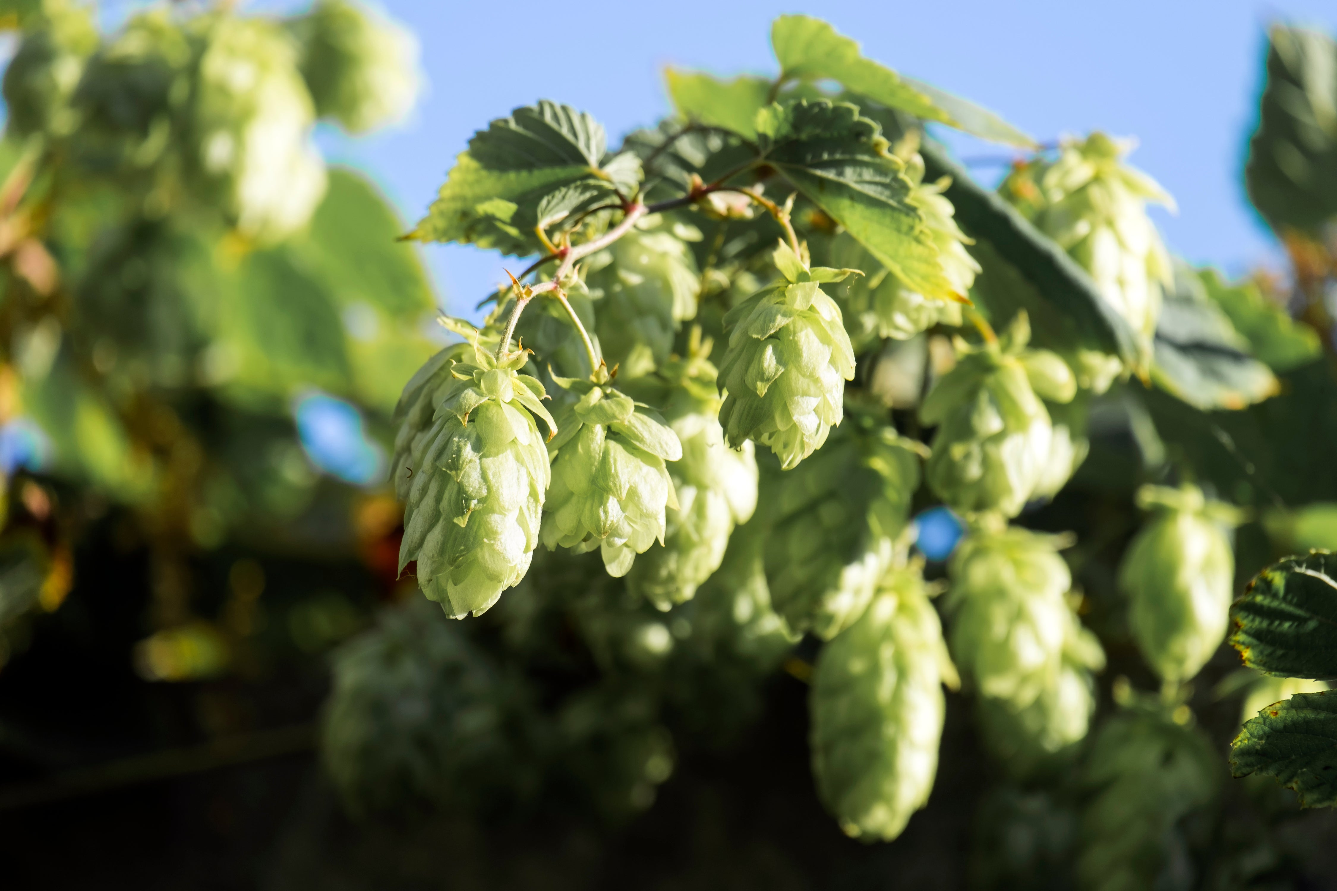 What Are the Benefits of the Humulene Terpene? - Entourus